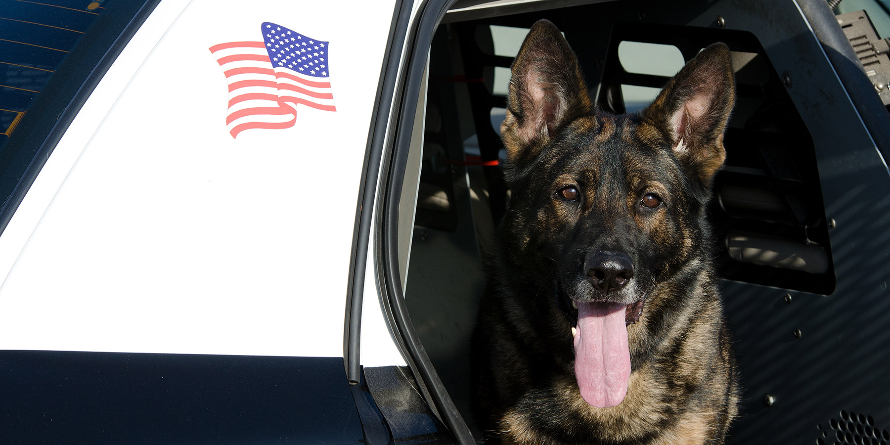 Caring for the Canines - TropiClean Pet Products for Dogs and Cats