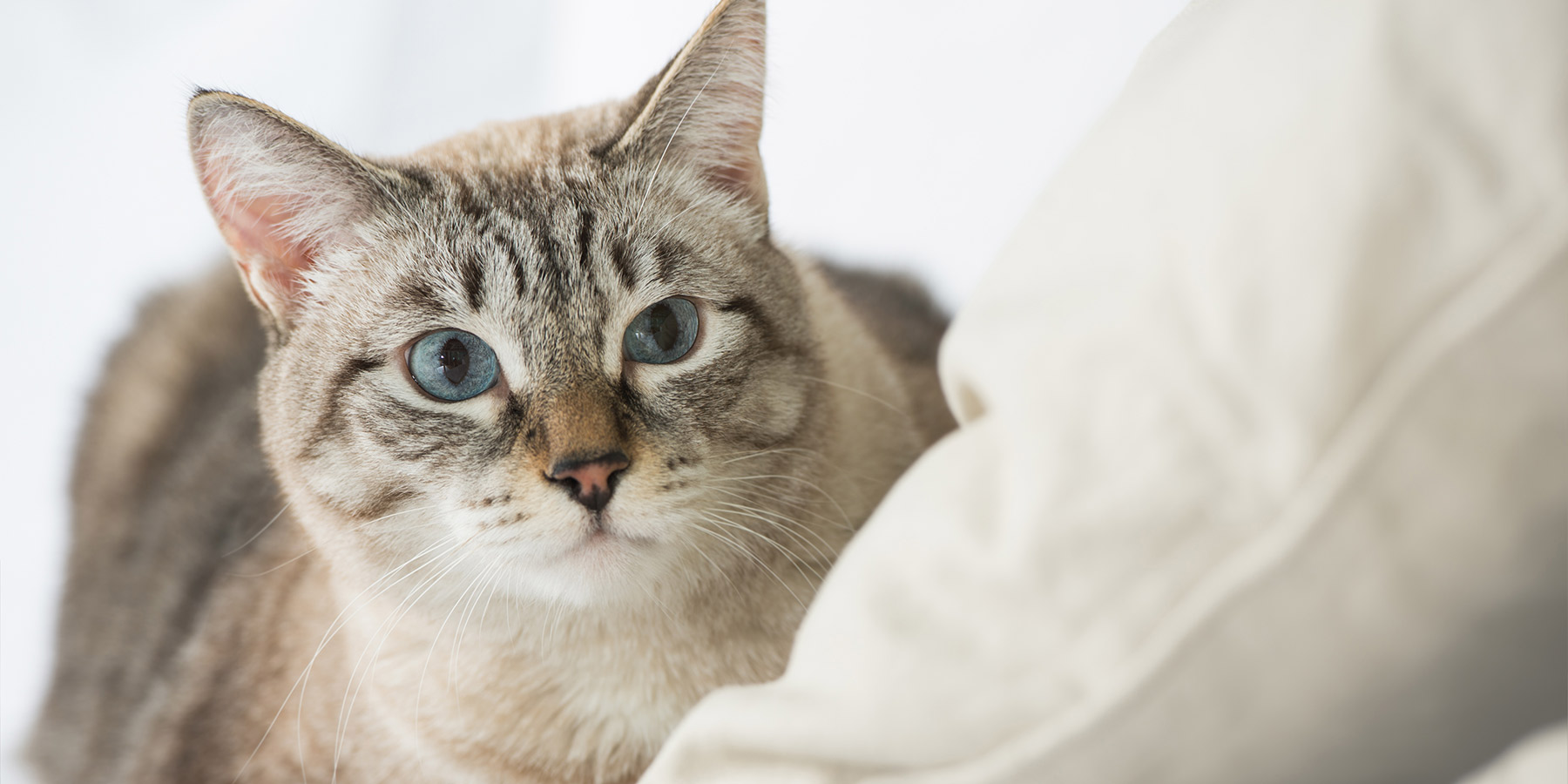 Ten Facts of the Feline Kind - TropiClean Pet Products for Dogs and Cats